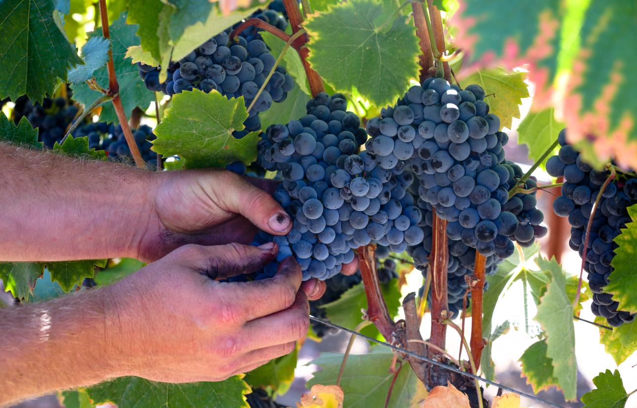 ONX Wines & Vineyards | Sustainable Wine Blends in Paso Robles